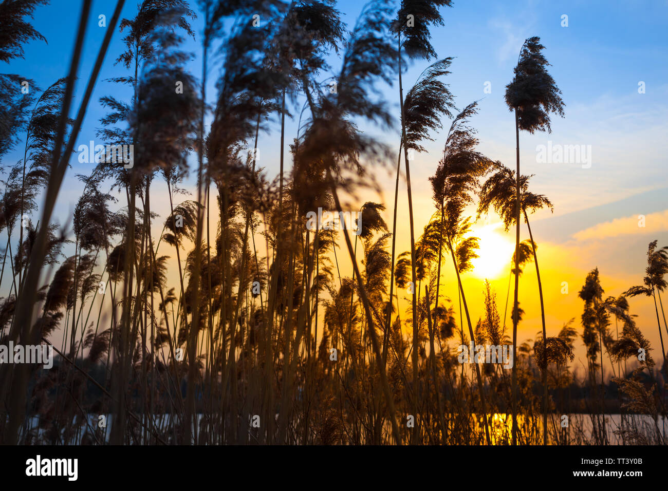 Sunset sky at pond with silhouettes of tall reed grass in Mecklenburg ...