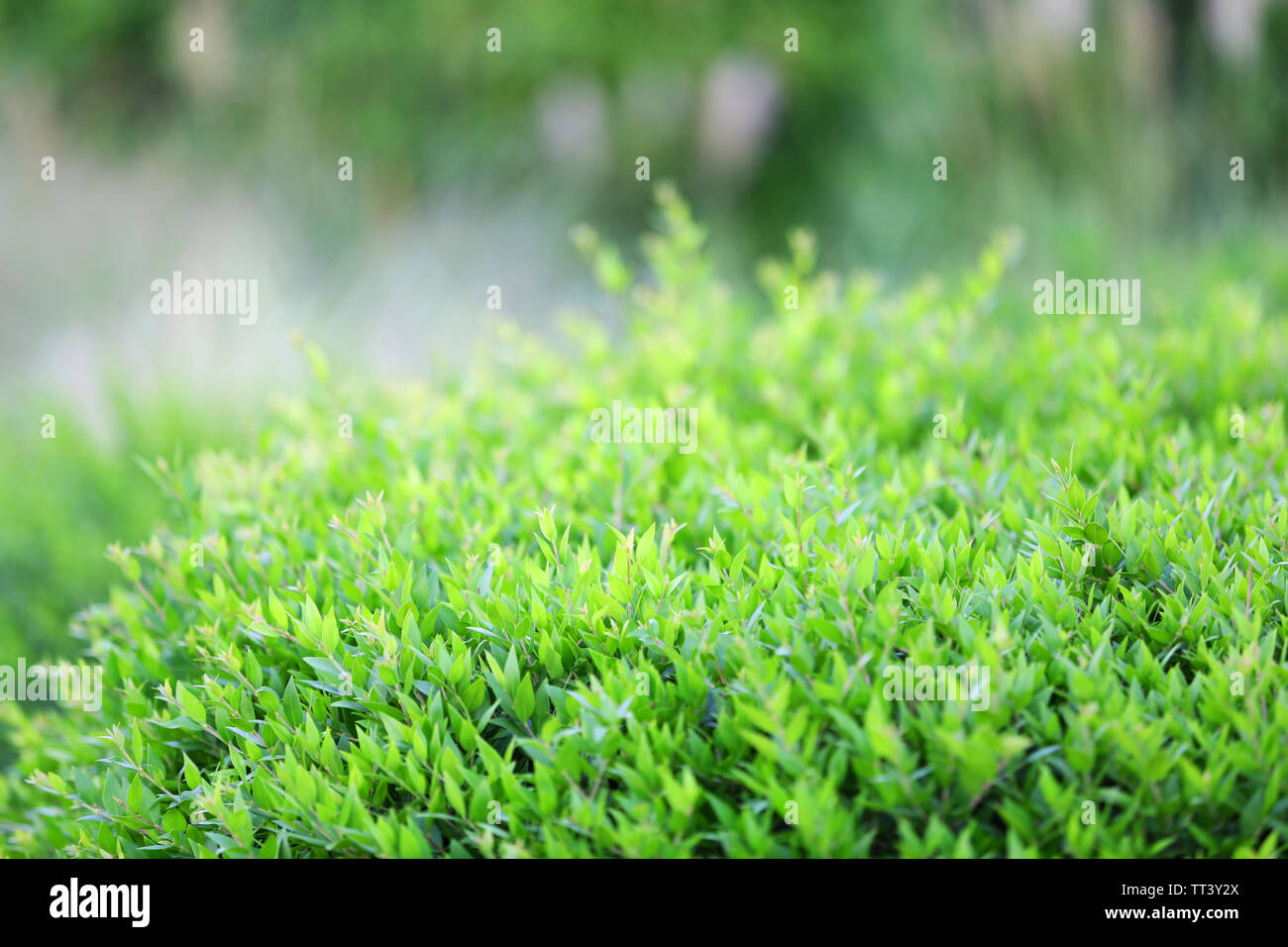 Close up view trimmed green hi-res stock photography and images - Alamy
