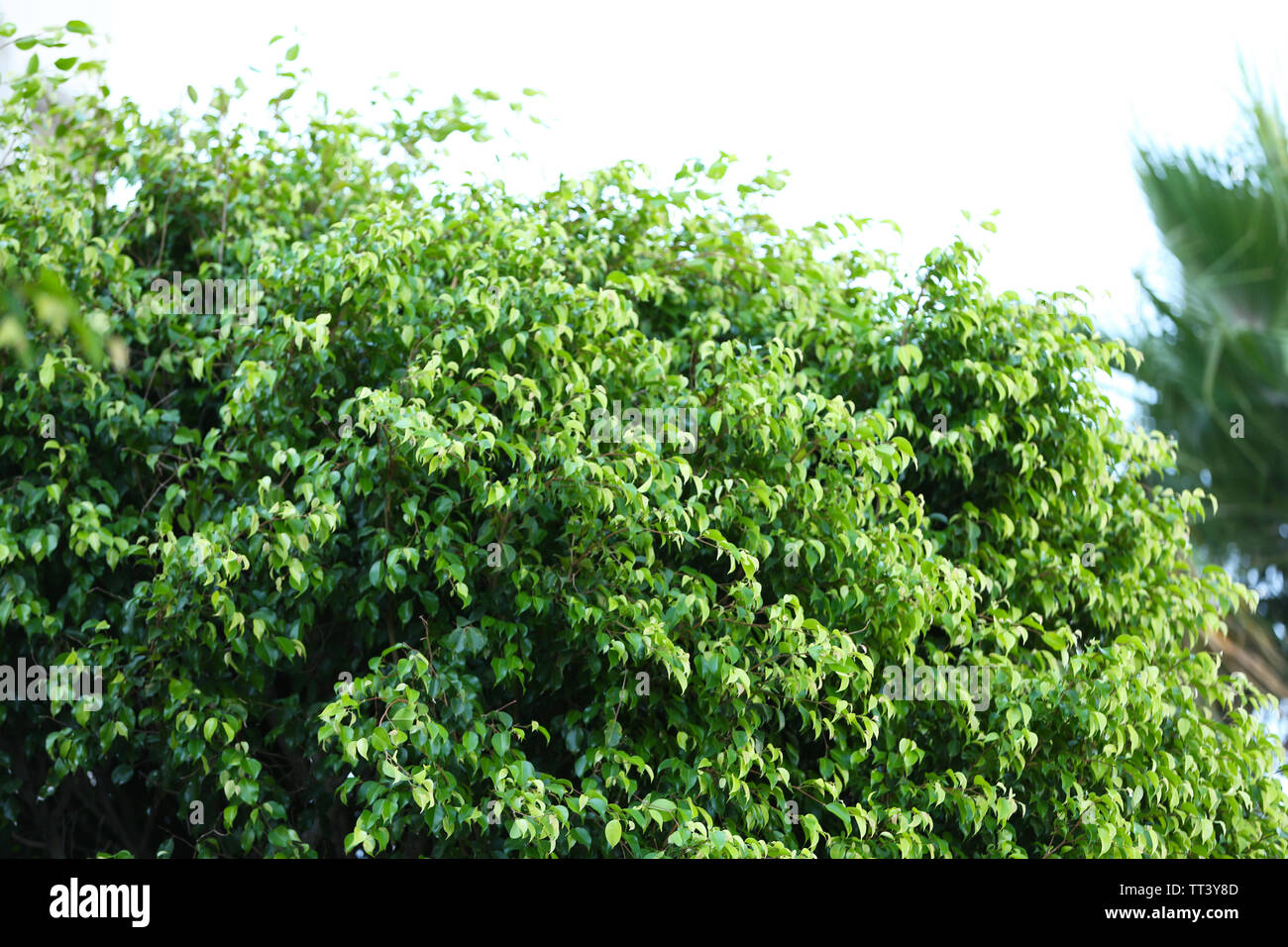Beautiful green bush close up Stock Photo - Alamy