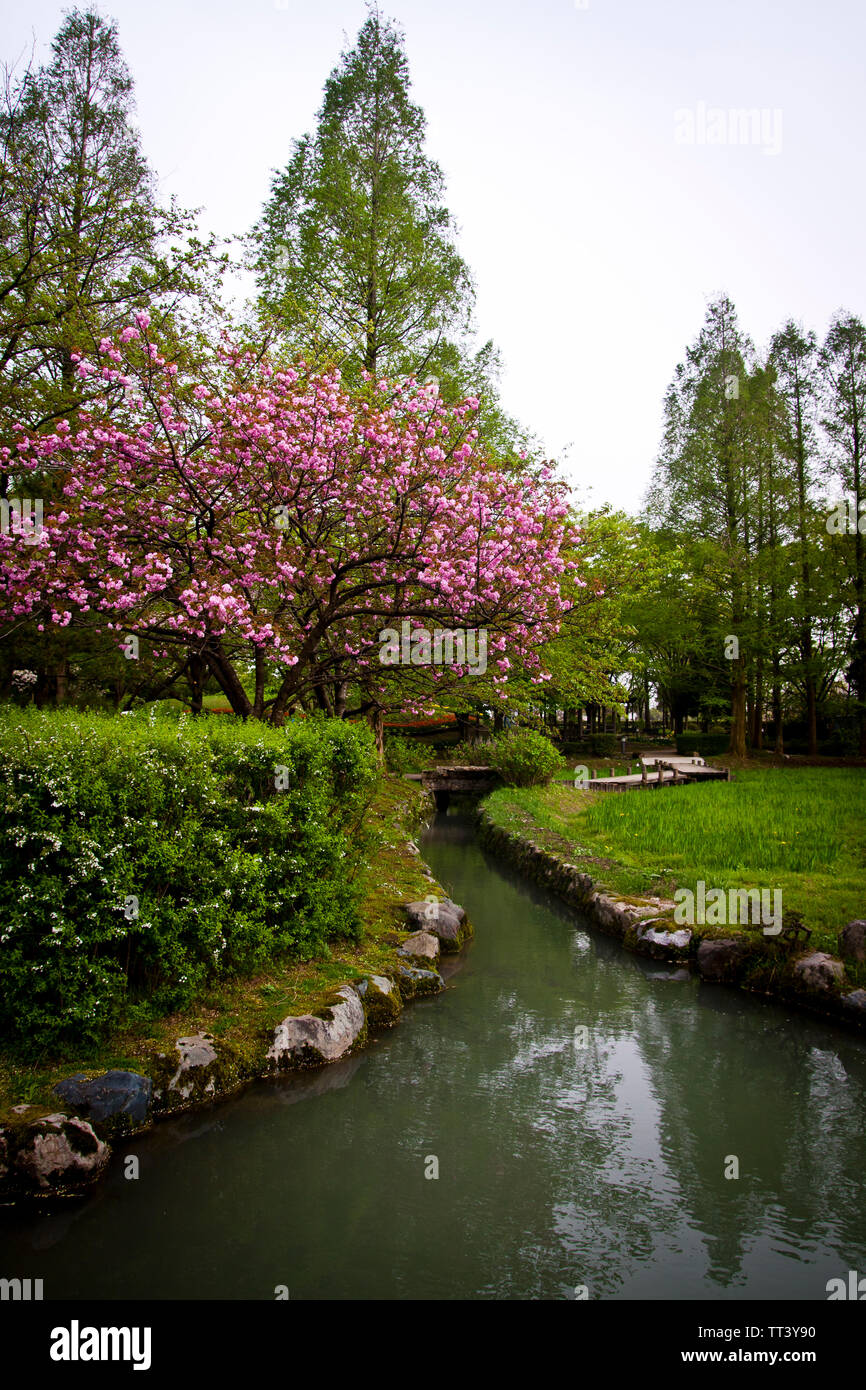 A cherry blossom (sakura) tree in bloom during spring, at a park ...