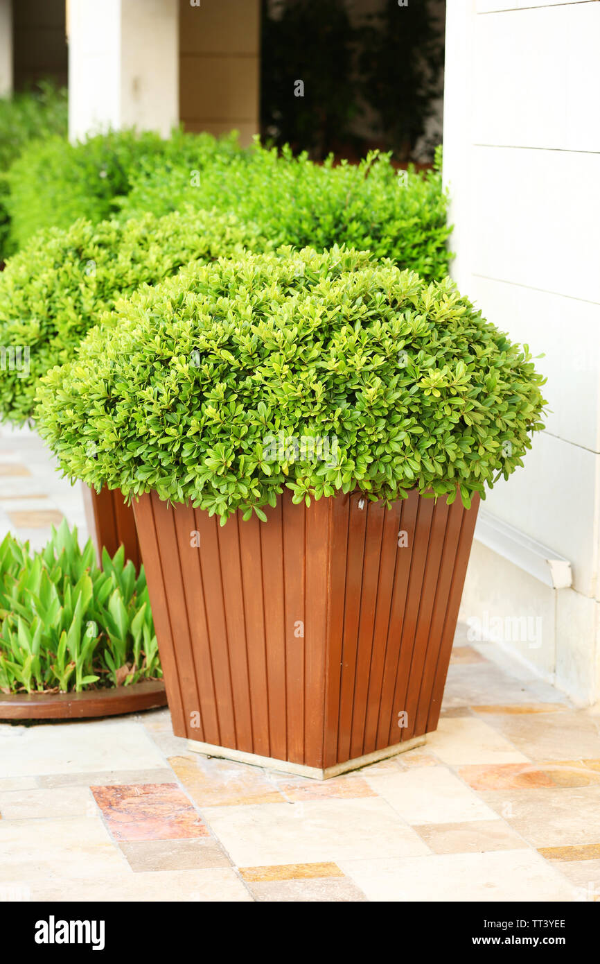 Garden pots with lush bushes Stock Photo - Alamy