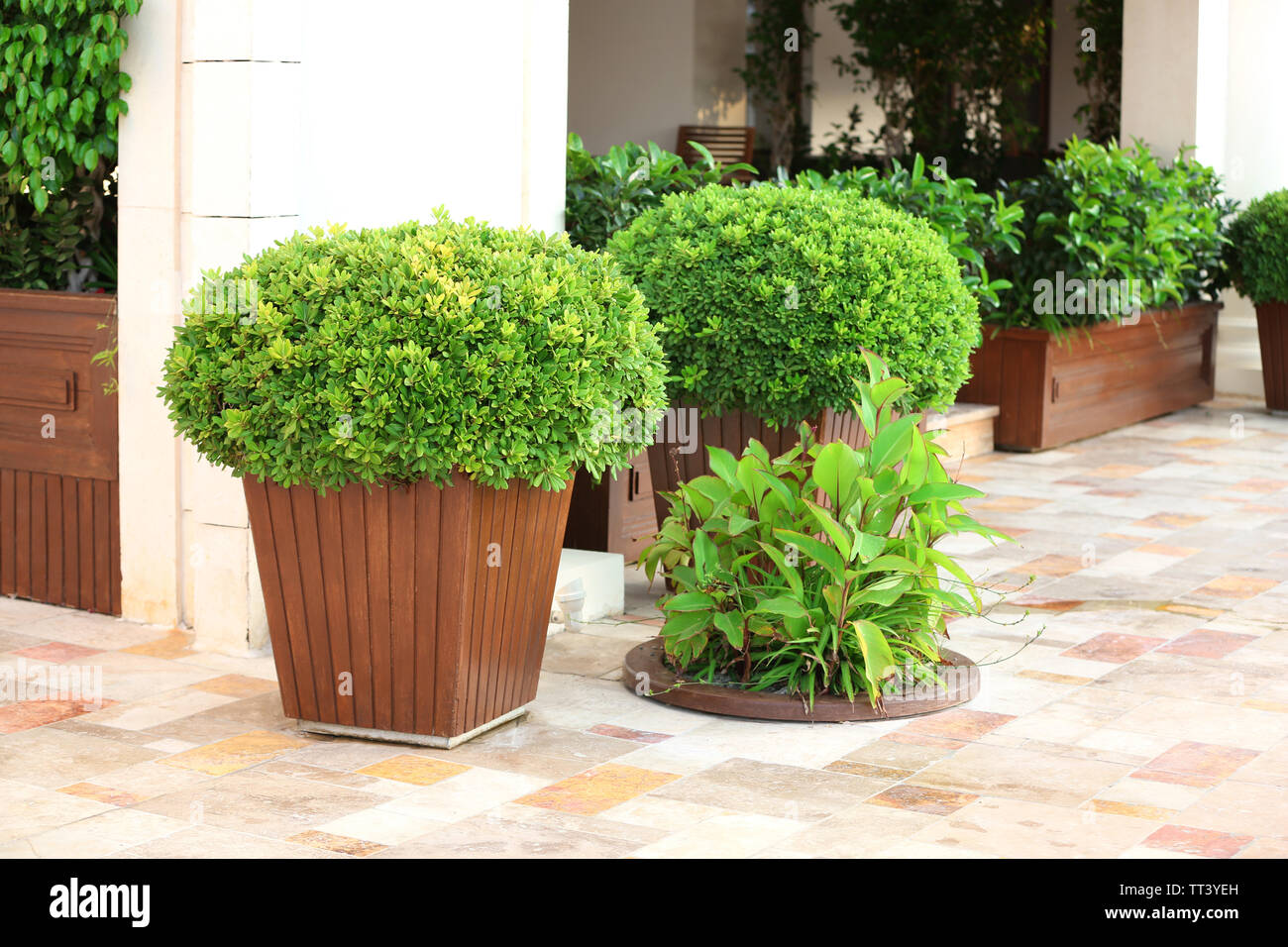 Garden pots with lush bushes Stock Photo - Alamy