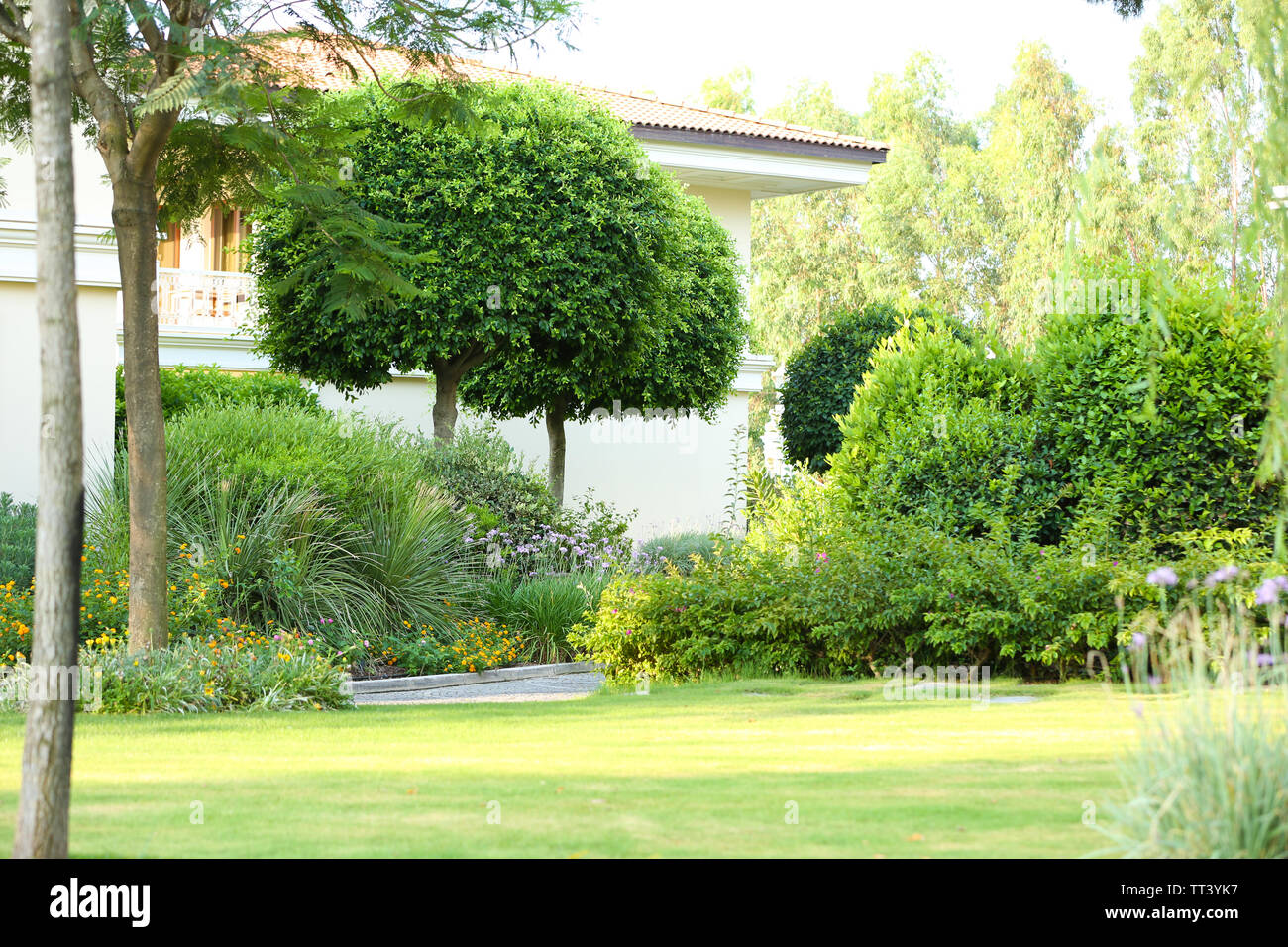 Beautiful tree at park Stock Photo - Alamy
