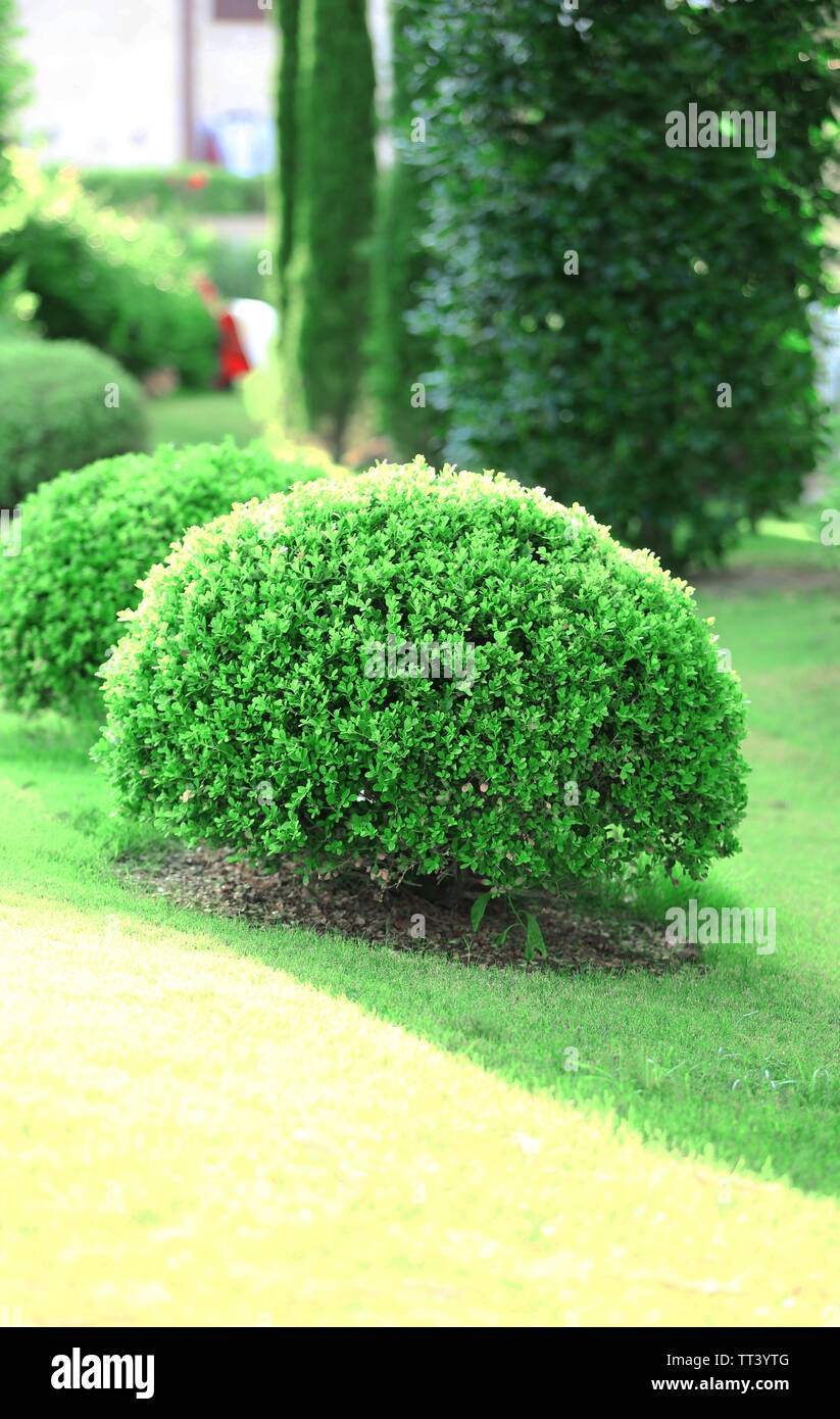 Beautiful lush bushes in garden Stock Photo - Alamy