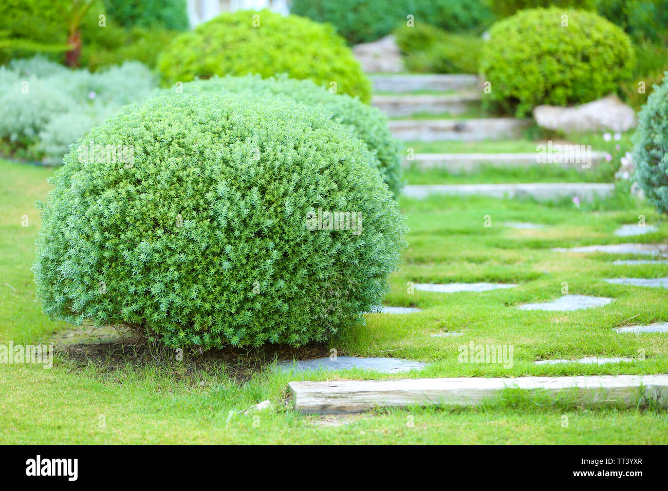 Beautiful lush bushes in garden Stock Photo - Alamy