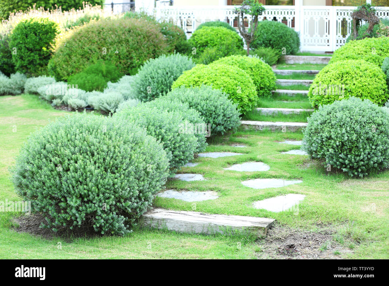 Beautiful lush bushes in garden Stock Photo - Alamy
