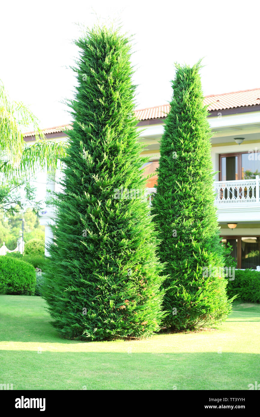 Beautiful trees in hotel garden Stock Photo - Alamy