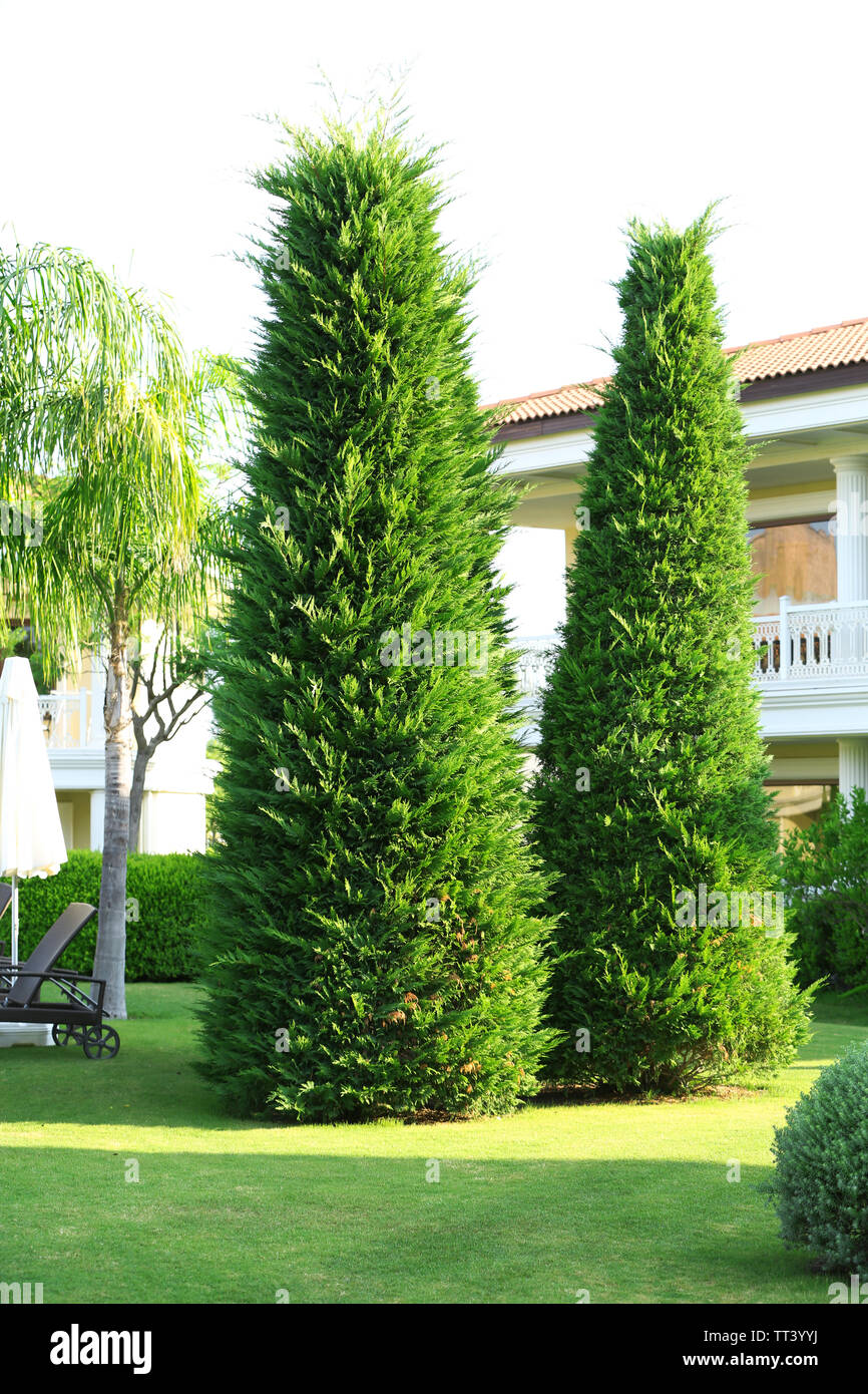 Beautiful trees in hotel garden Stock Photo - Alamy