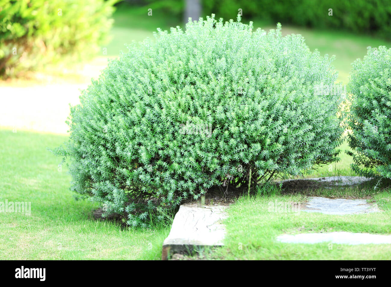 Beautiful lush bushes in garden Stock Photo - Alamy