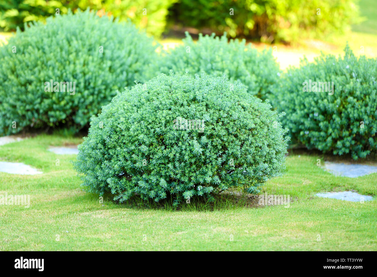 Beautiful lush bushes in garden Stock Photo - Alamy