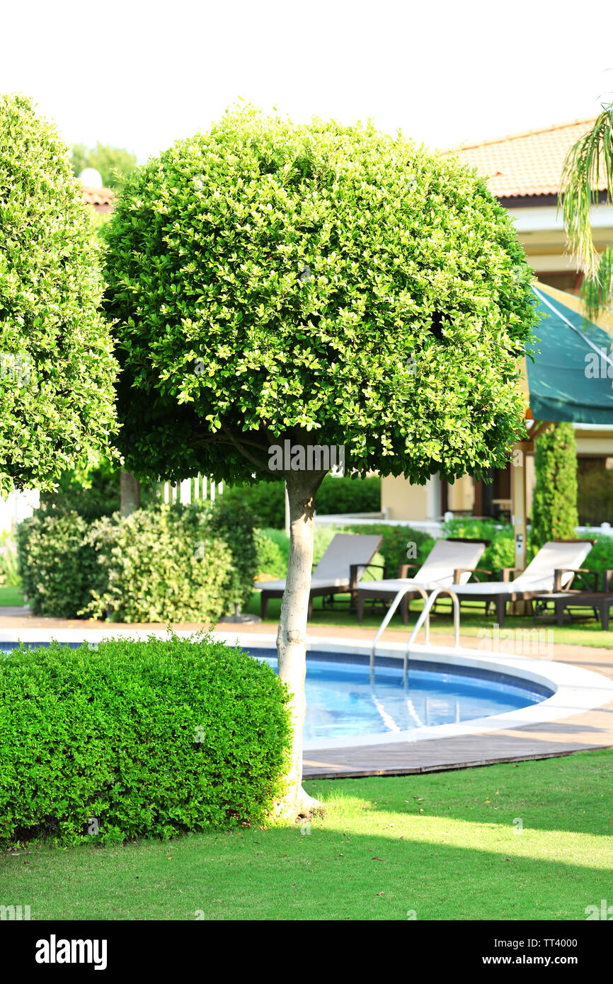Beautiful tree in hotel poolside Stock Photo - Alamy