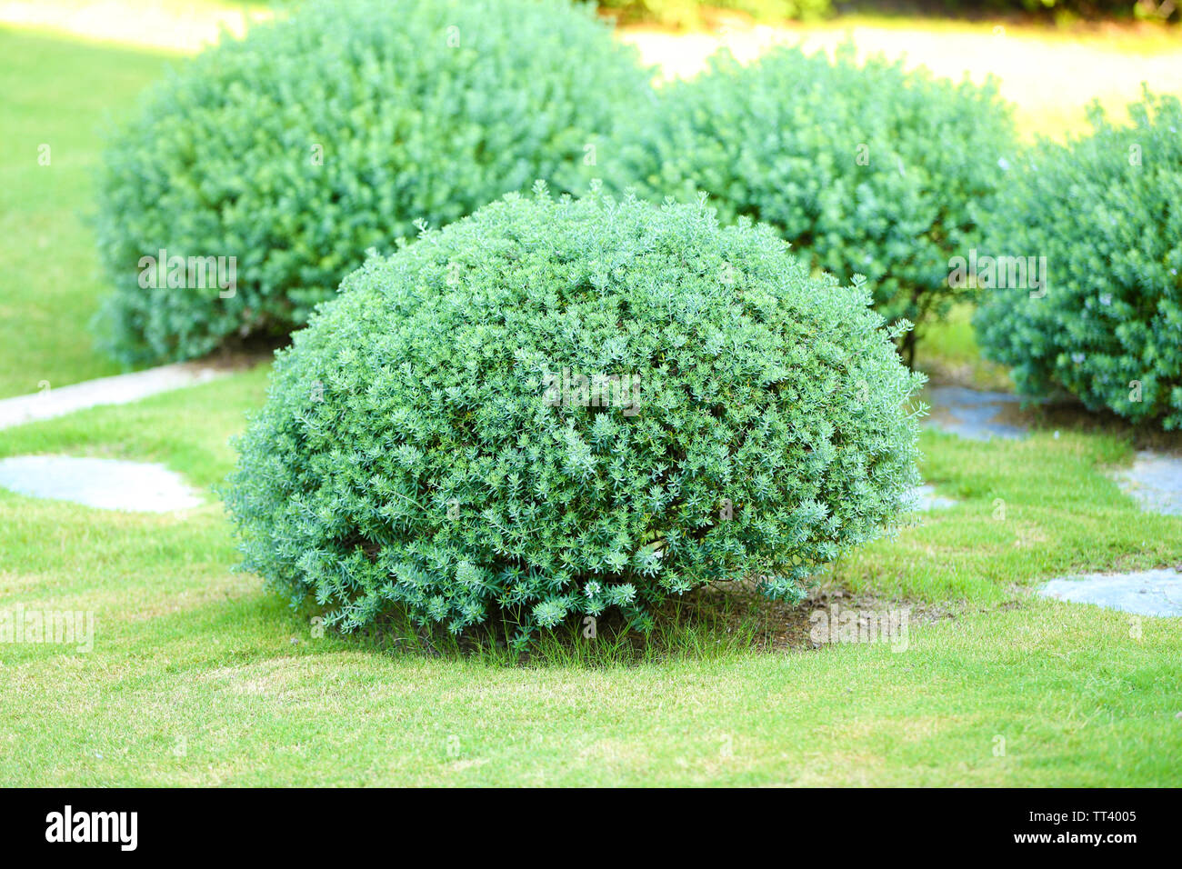 Beautiful lush bushes in garden Stock Photo - Alamy