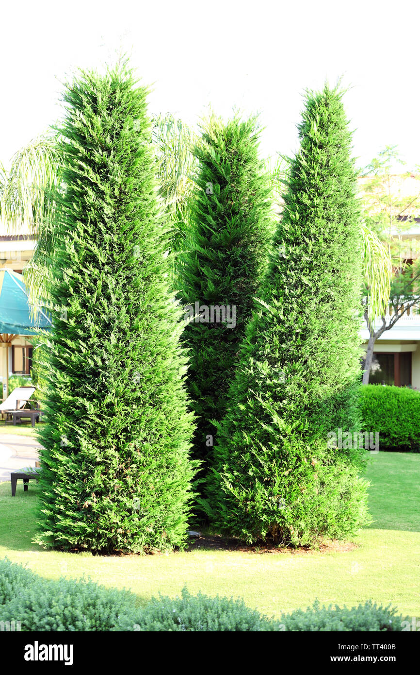 Beautiful trees in hotel garden Stock Photo - Alamy