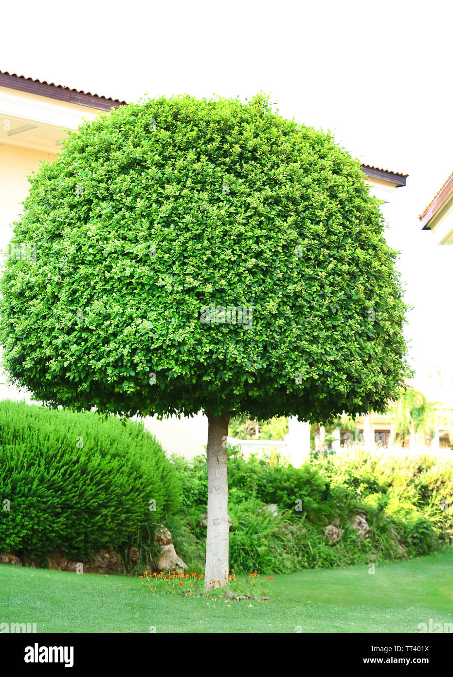 Beautiful tree in hotel garden Stock Photo - Alamy