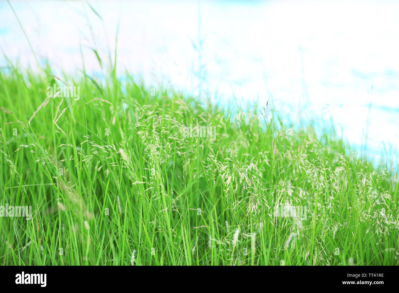 Green grass near lake Stock Photo - Alamy