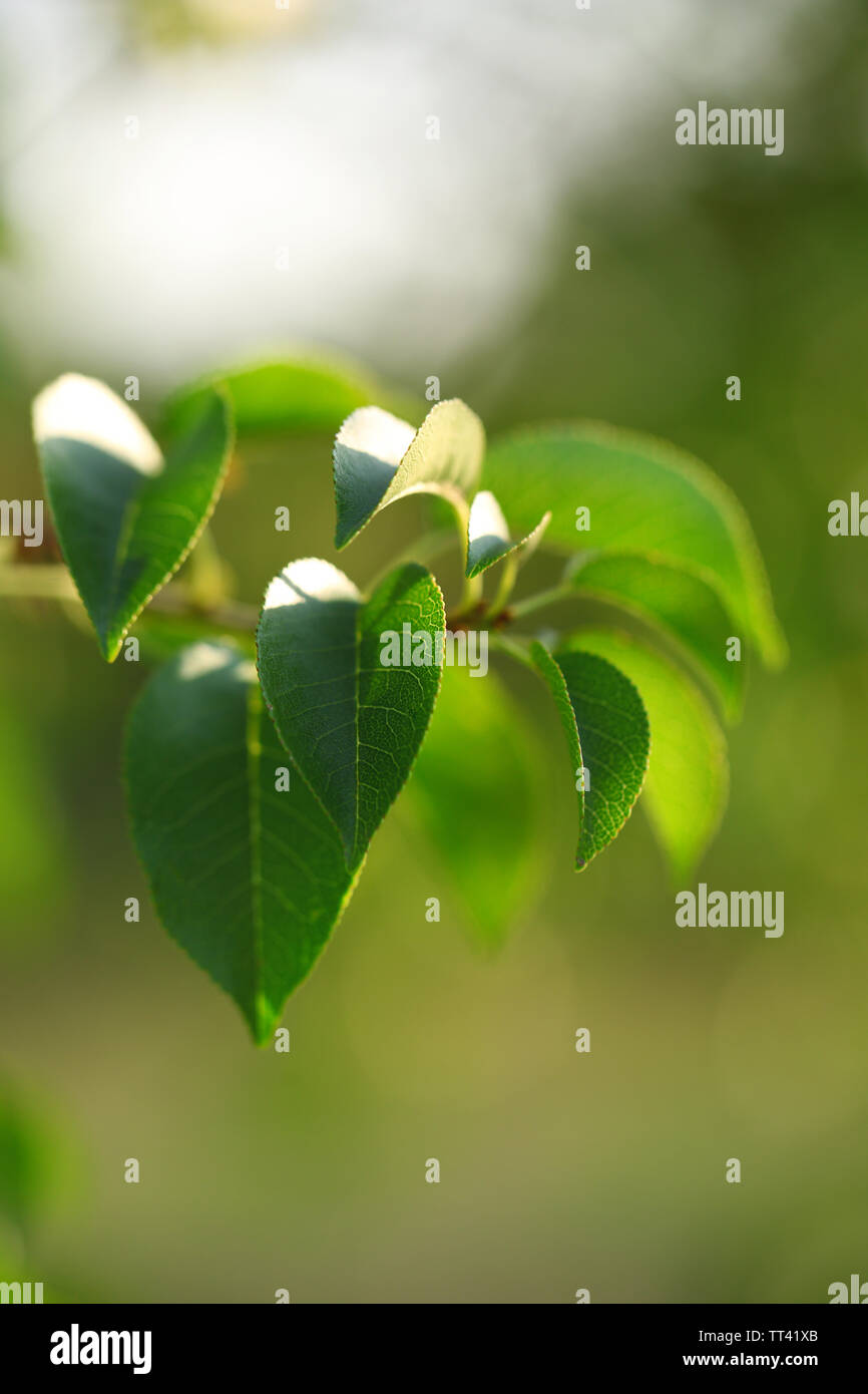 Beautiful spring leaves on tree outdoors Stock Photo - Alamy