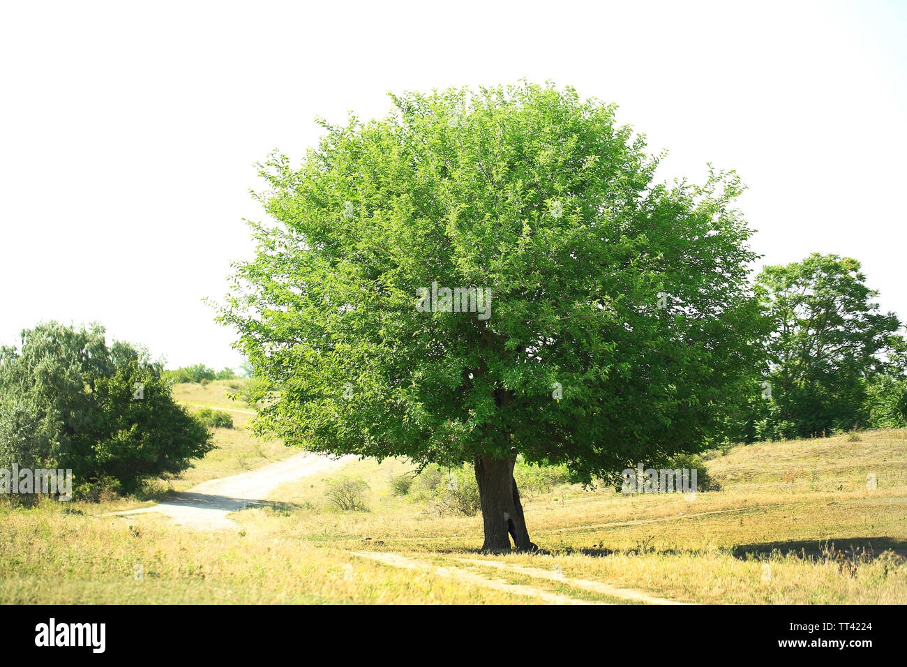 Single big old tree outdoors Stock Photo - Alamy