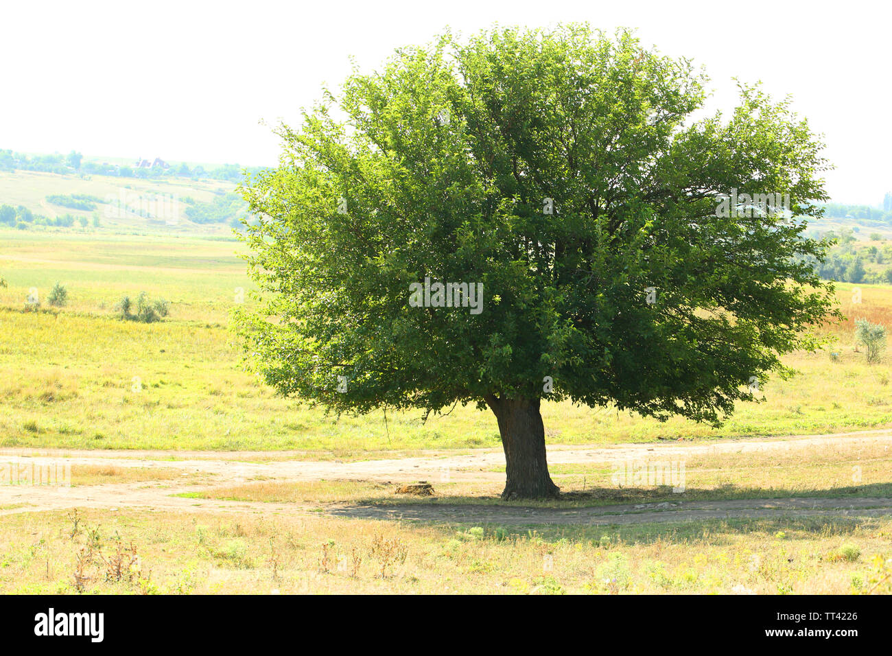 Single big old tree outdoors Stock Photo - Alamy