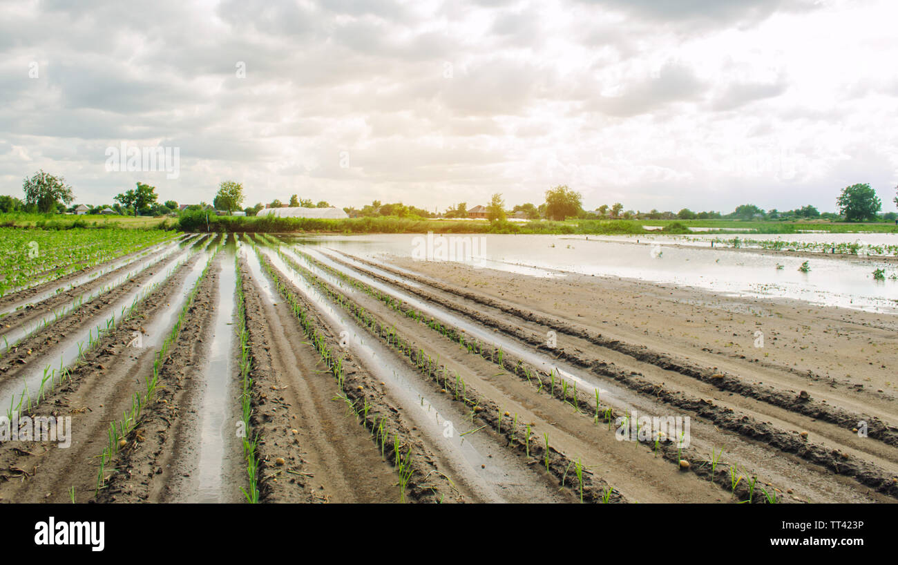Flooded field as a result of heavy rain. Flood on the farm. Natural ...
