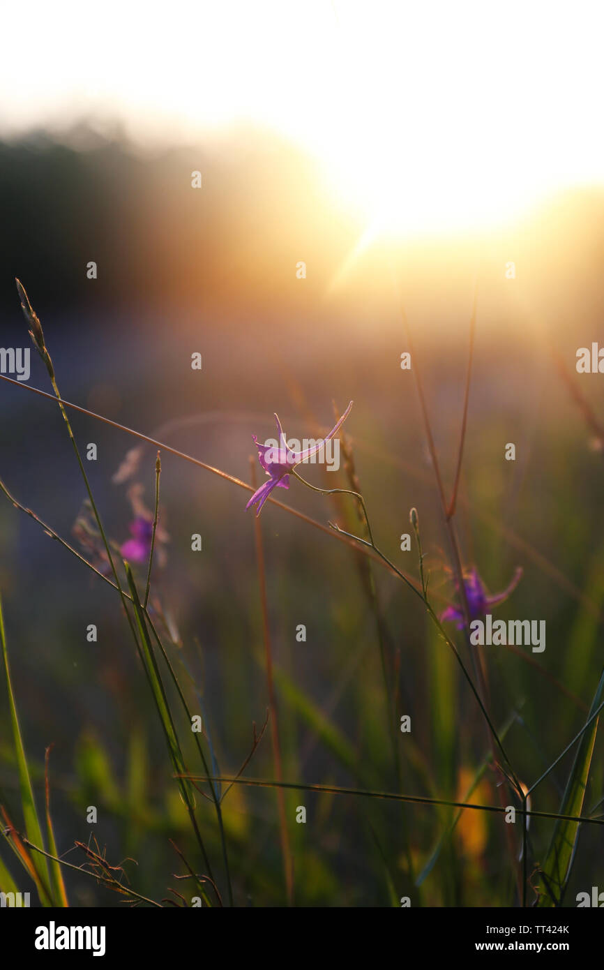 Landscape, sunny dawn in field Stock Photo - Alamy
