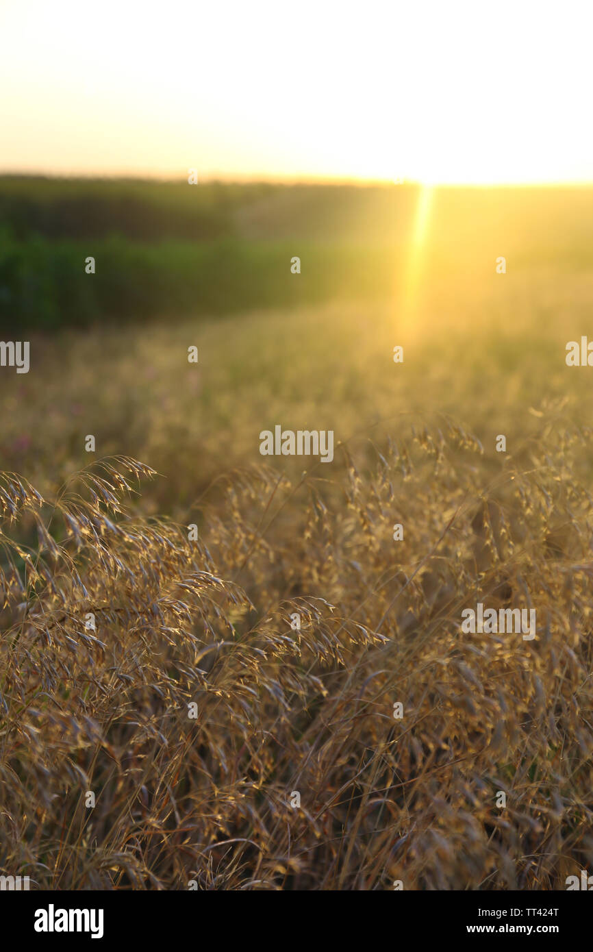 Landscape, sunny dawn in field Stock Photo - Alamy