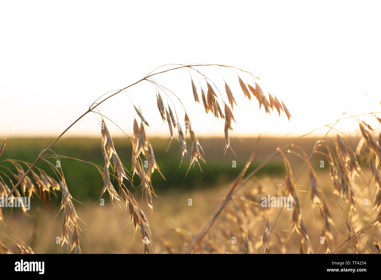 Landscape, sunny dawn in field Stock Photo - Alamy