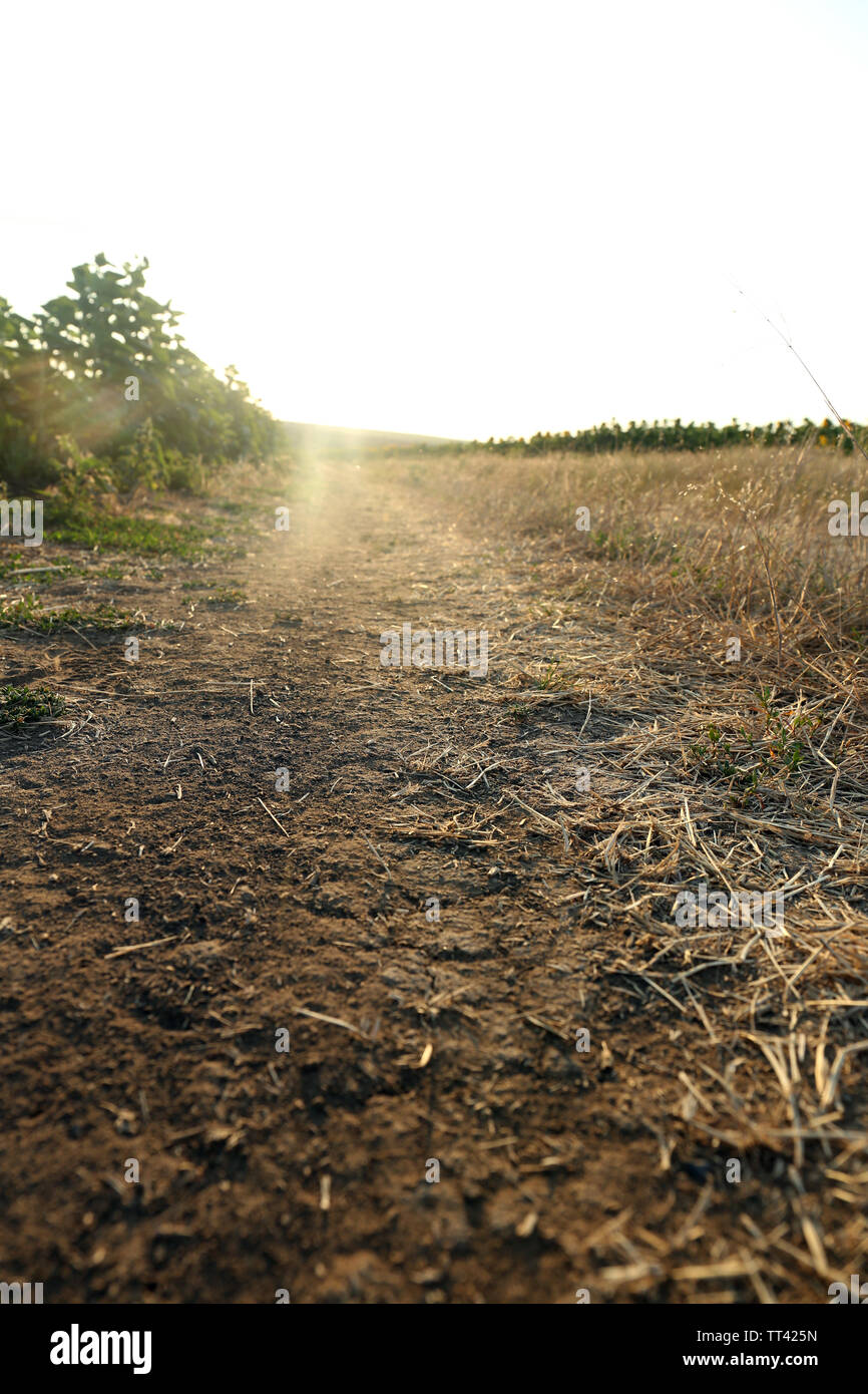 Landscape, sunny dawn in field Stock Photo - Alamy