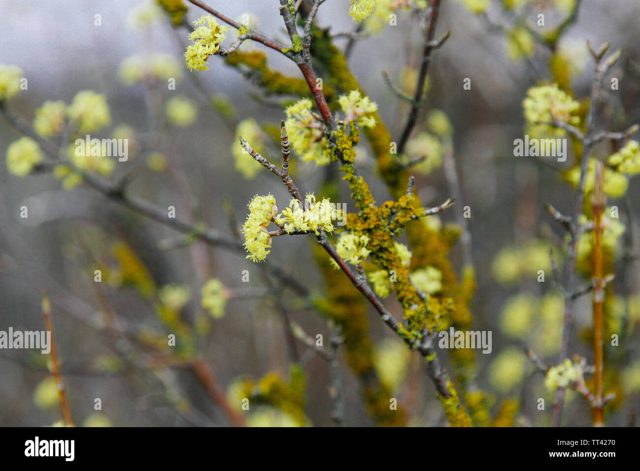 Beautiful twig with bright yellow flowers on blurred natural green ...