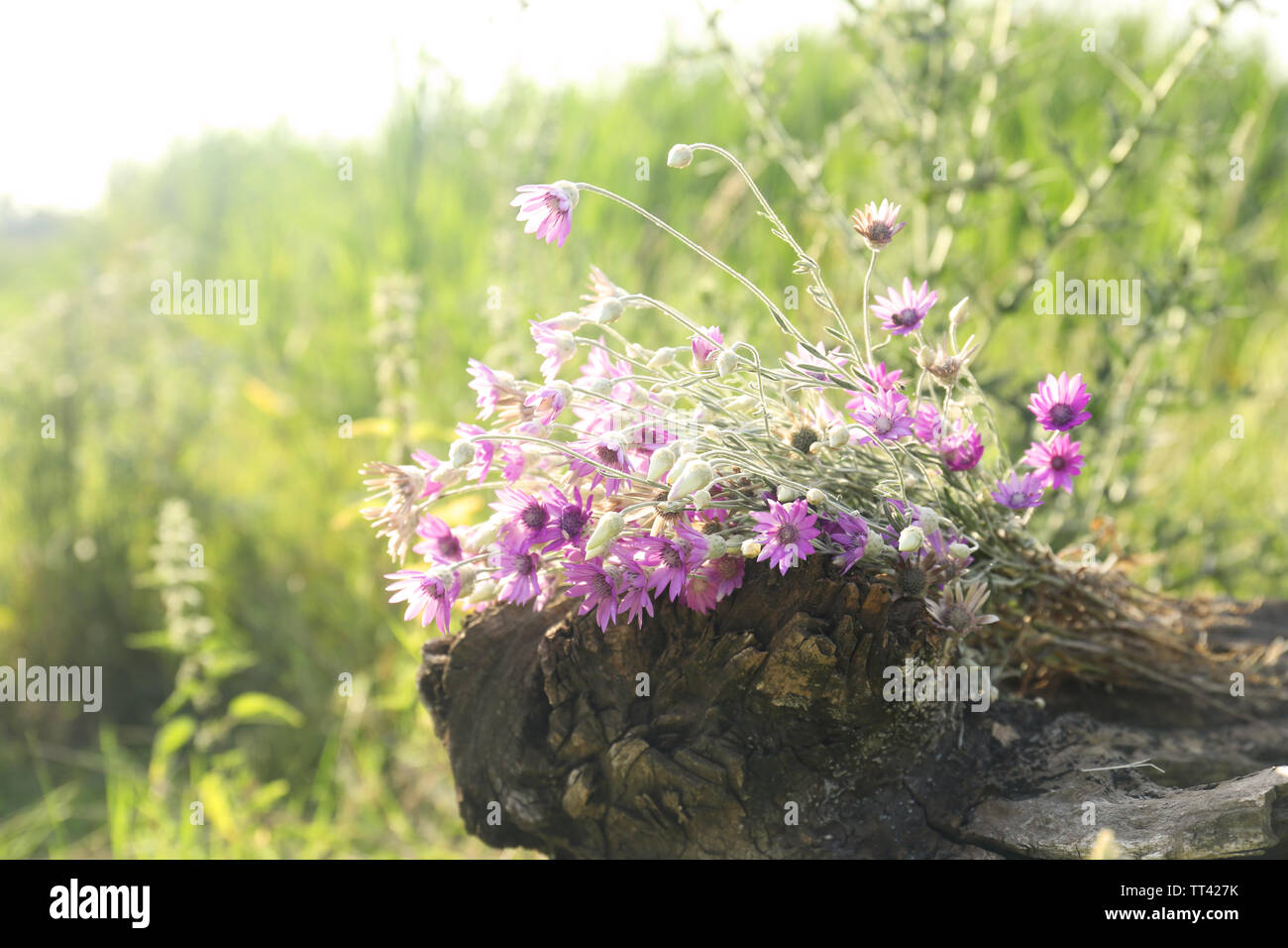 Tree stump with wildflowers hi-res stock photography and images - Alamy