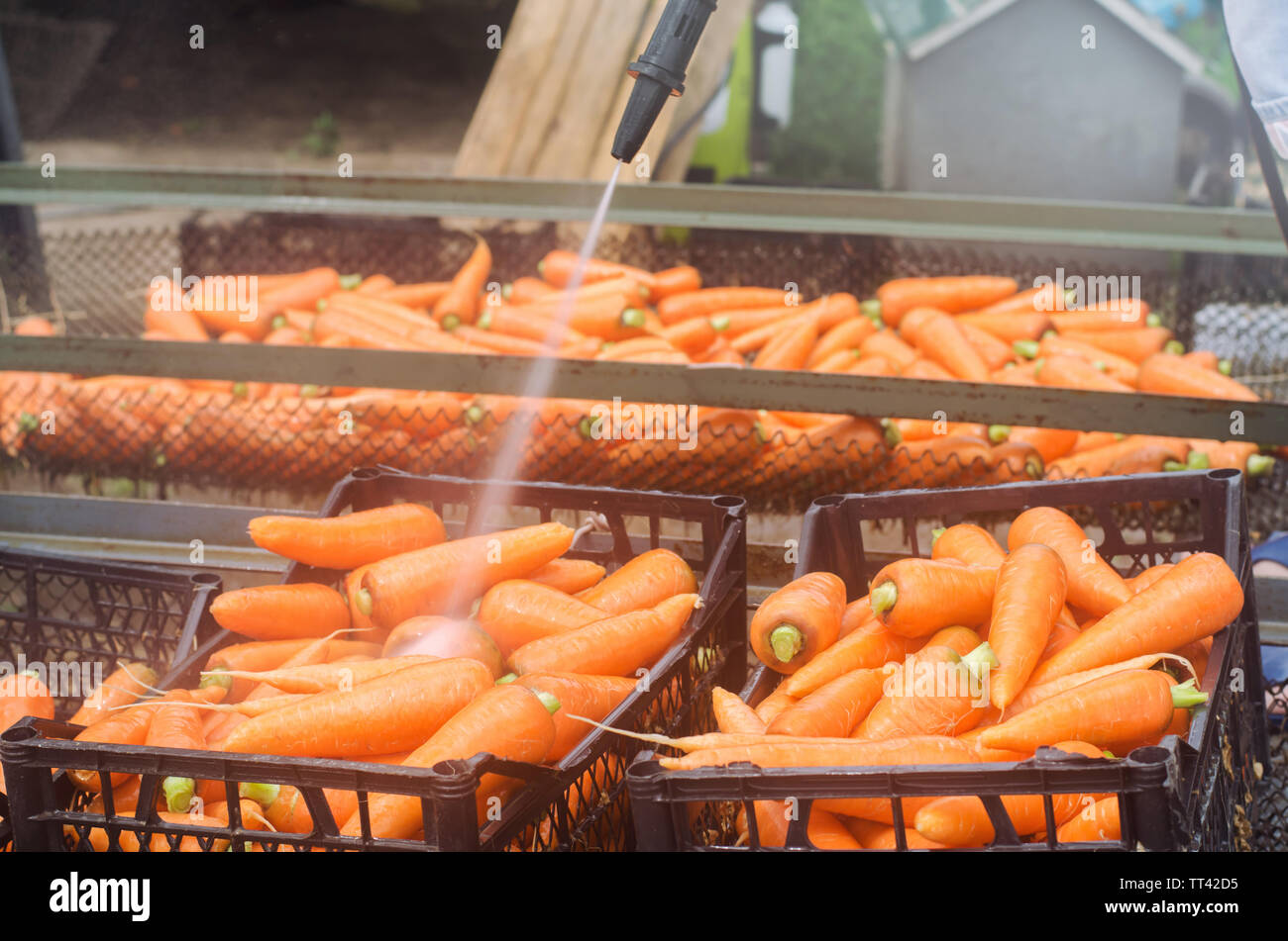The process of cleaning carrot using high water pressure. Freshly ...
