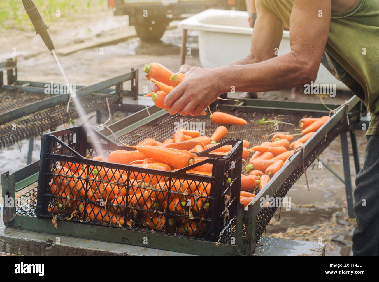 The process of cleaning freshly harvested carrots from the soil using ...