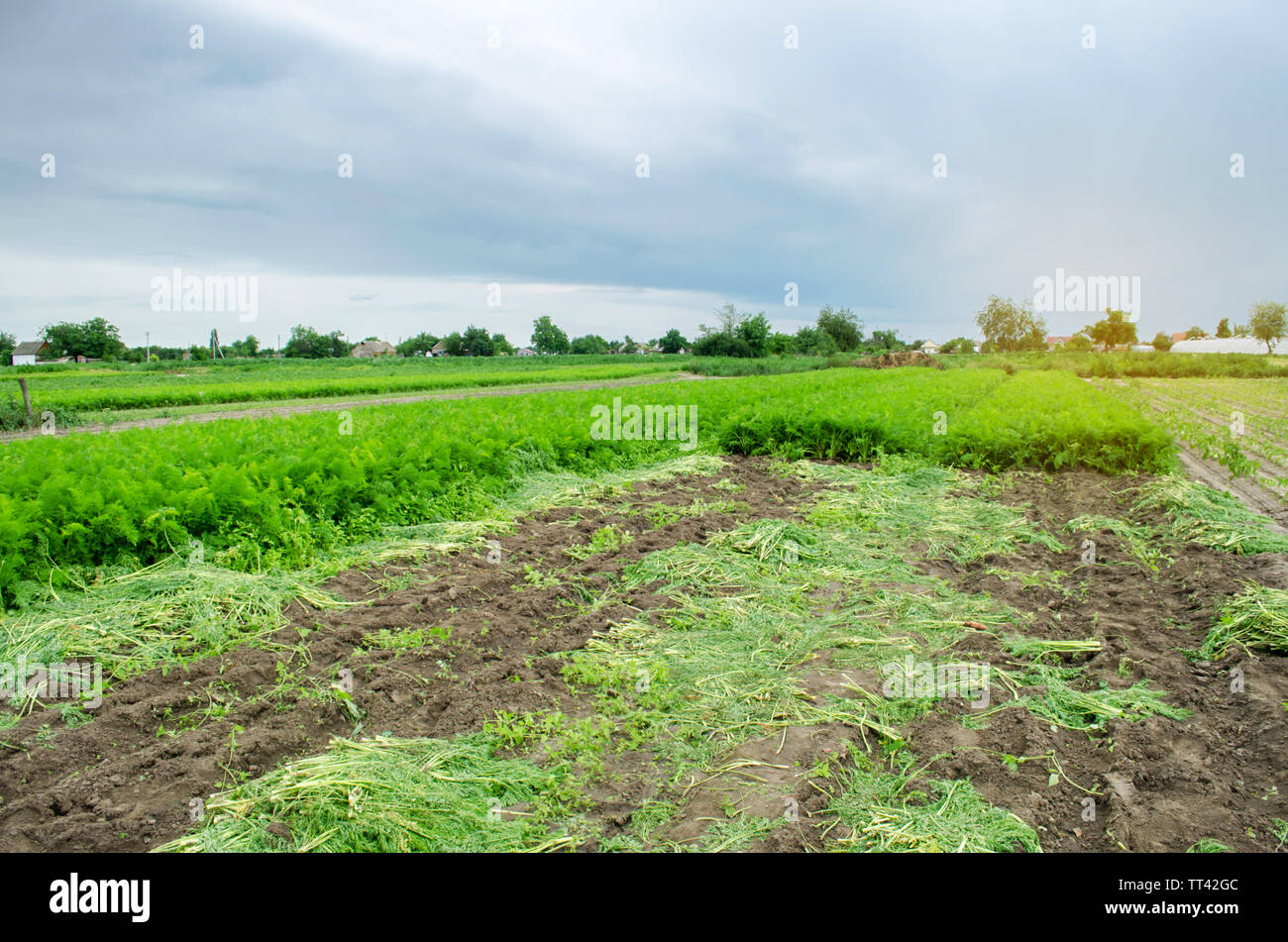 Agricultural field with a partially harvested carrot crop. Seasonal ...