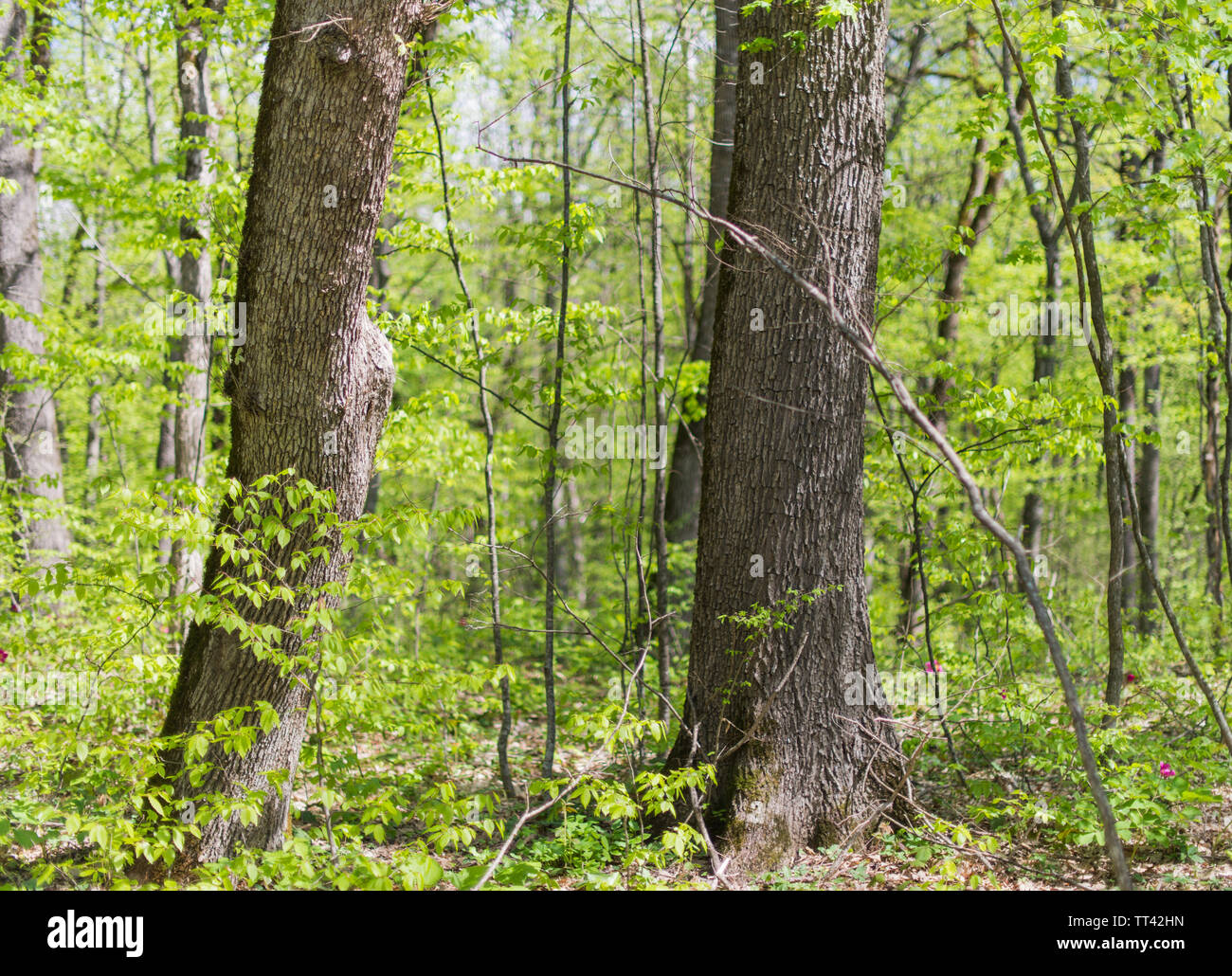 Pair of oak trees hi-res stock photography and images - Alamy