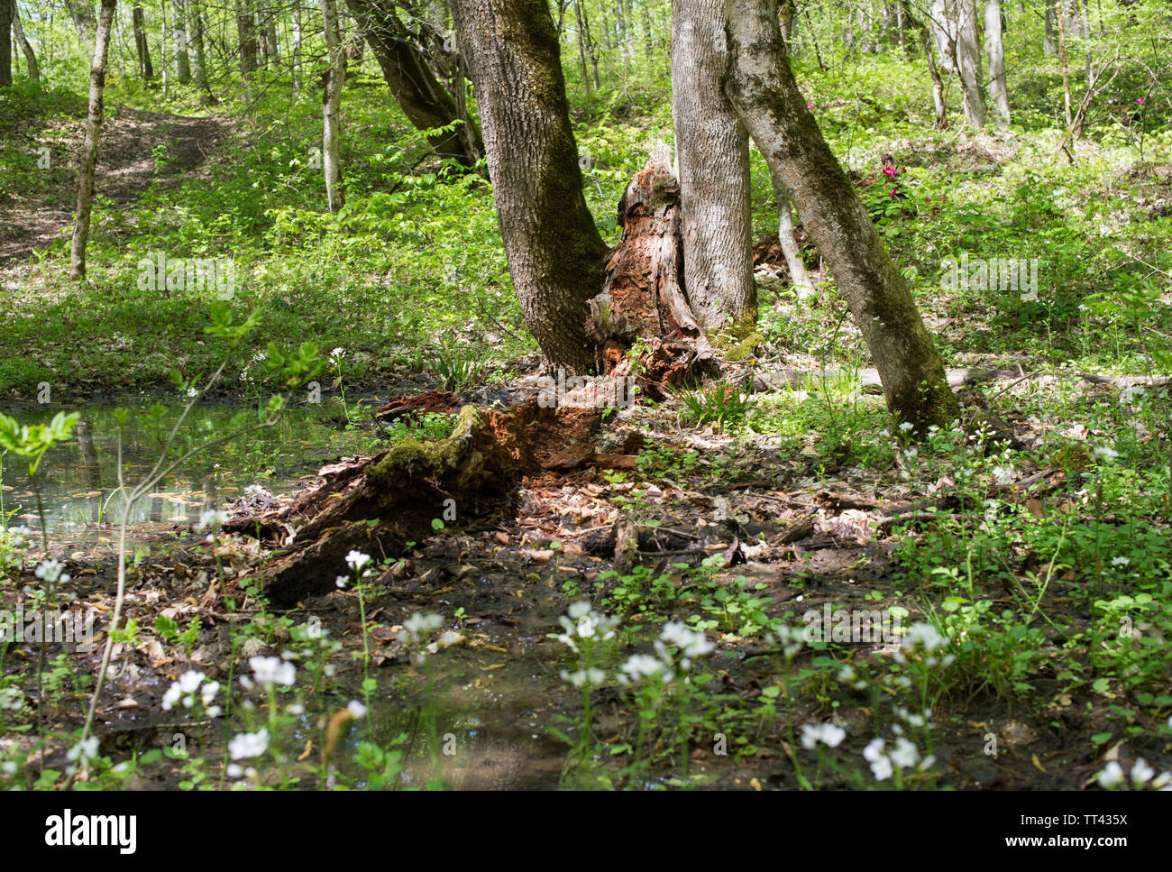 The remains of decomposed tree trunk. Selective focus Stock Photo - Alamy