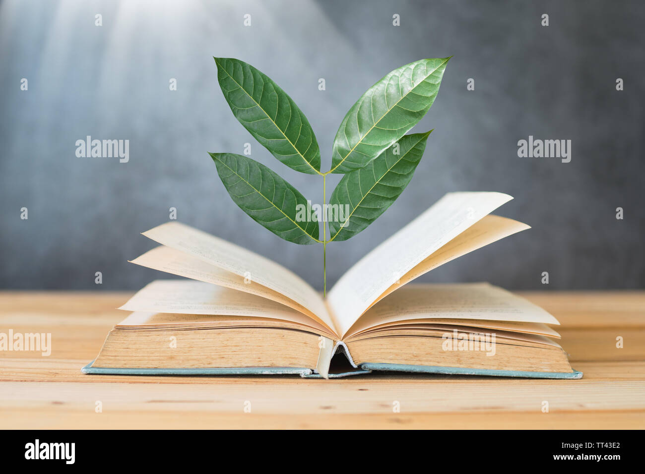 Growing knowledge hi-res stock photography and images - Alamy