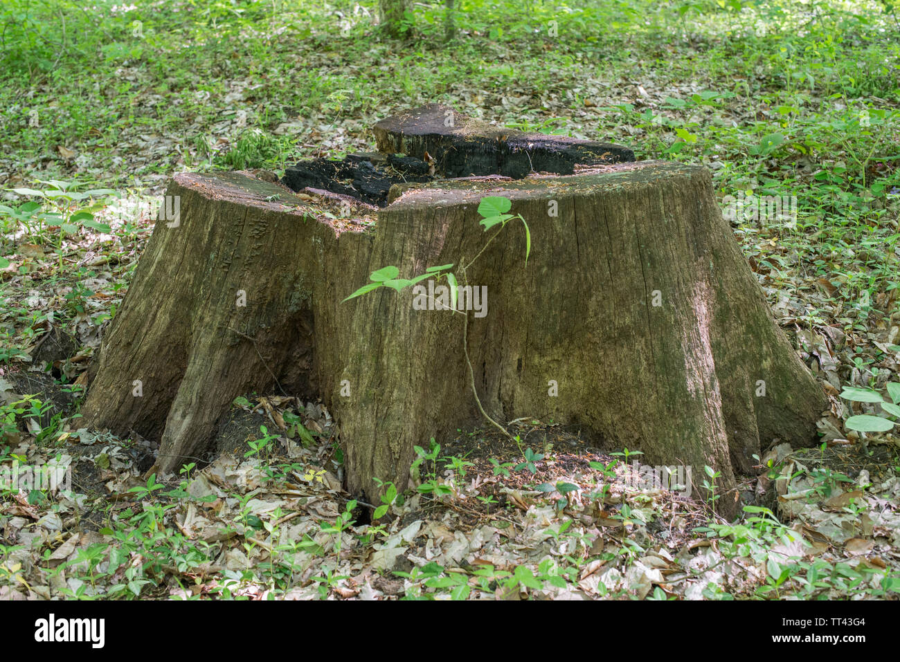 Young plant on a stump hi-res stock photography and images - Alamy