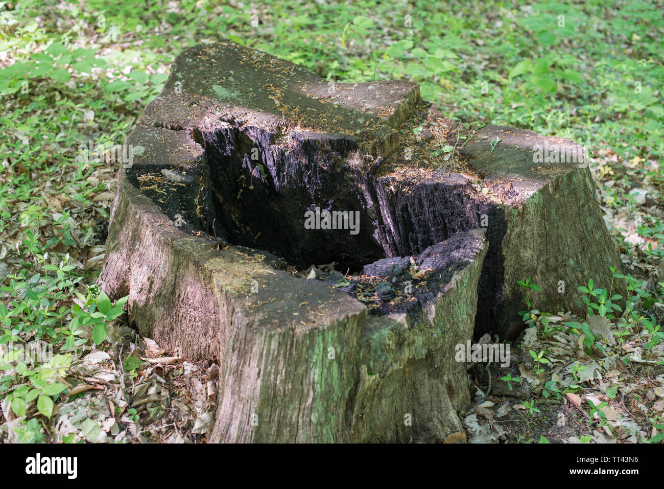 Grand old burnt stump. Selective focus Stock Photo - Alamy
