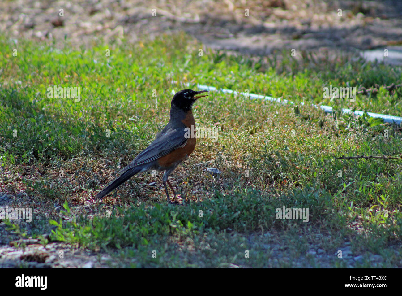 Montana spring wildlife hi-res stock photography and images - Alamy