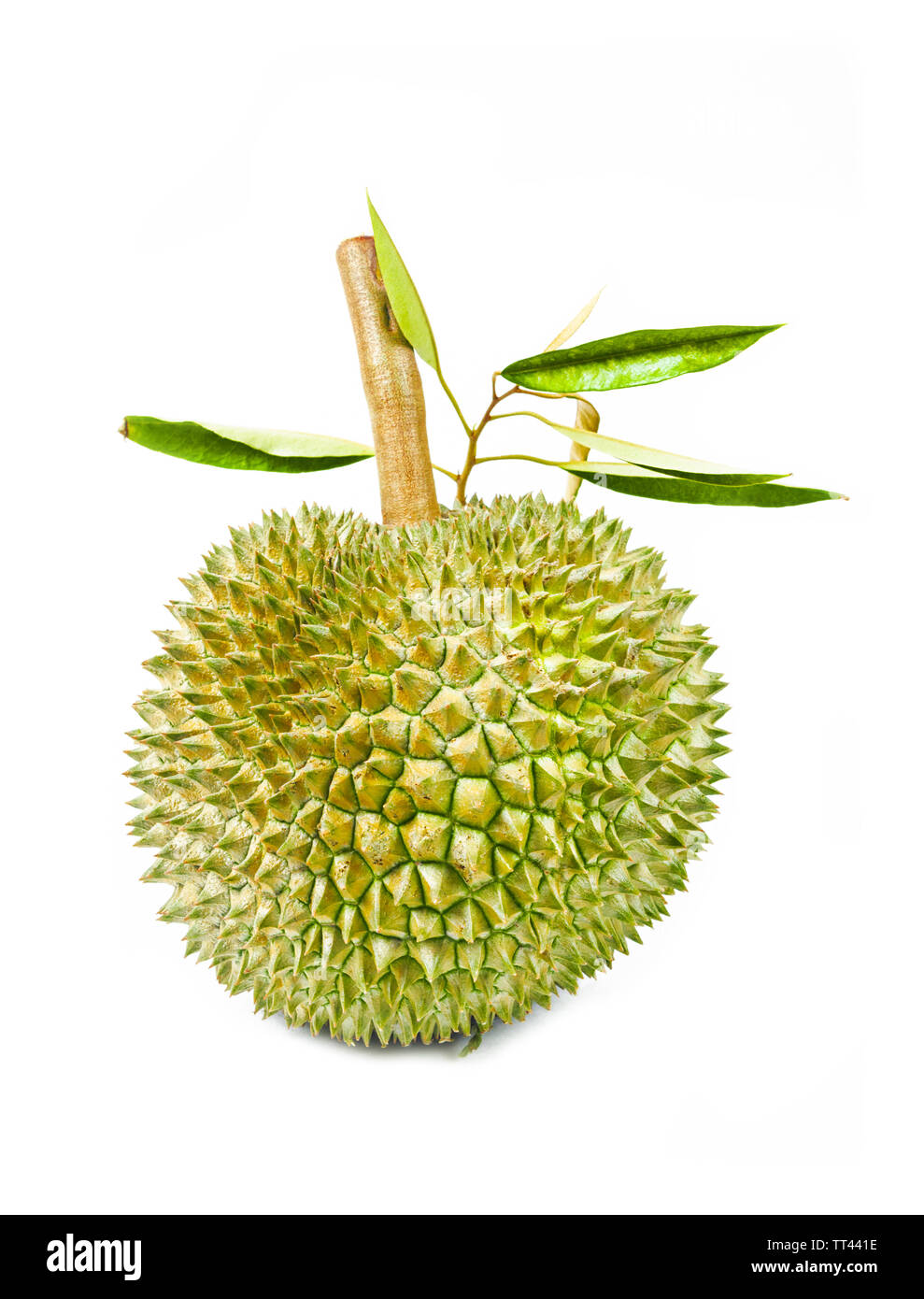 durian fruit and green leaves isolated on white background Stock Photo ...