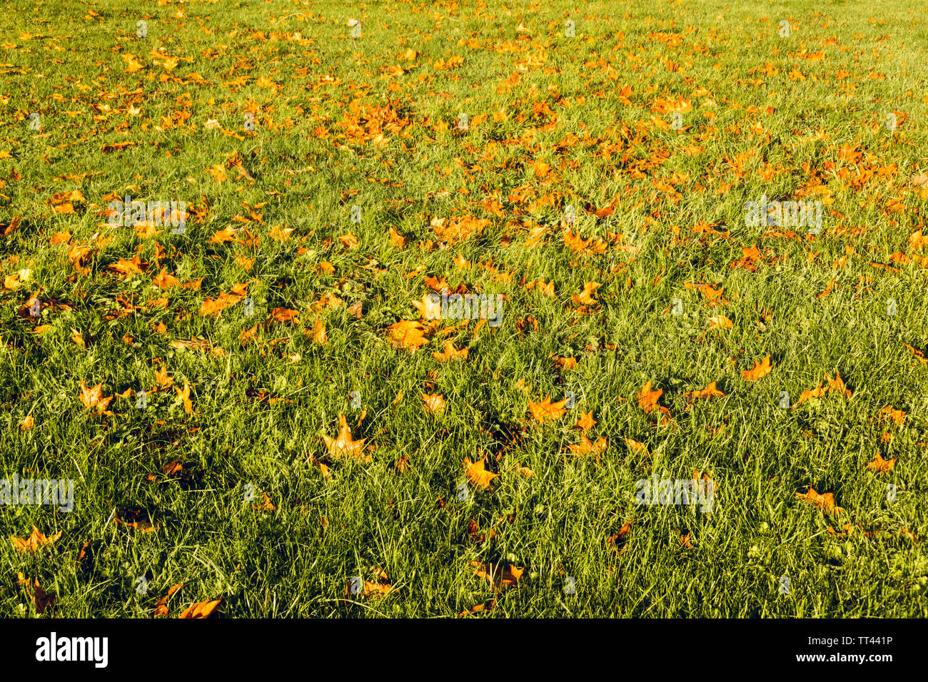 Autumn leaves fallen on the grass field 1 Stock Photo - Alamy