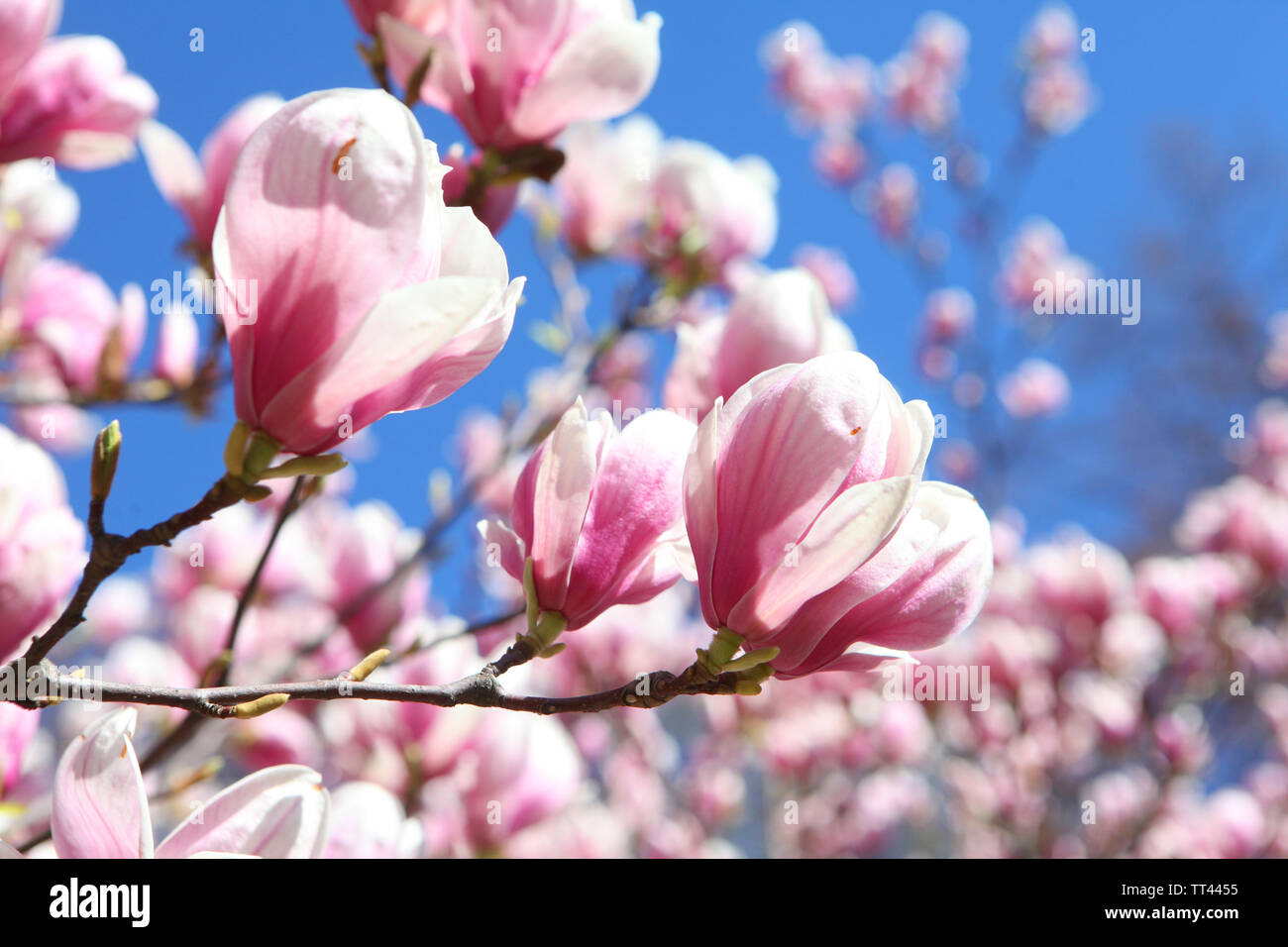 magnolia blooms against a blue sky, tender, sweet Stock Photo - Alamy