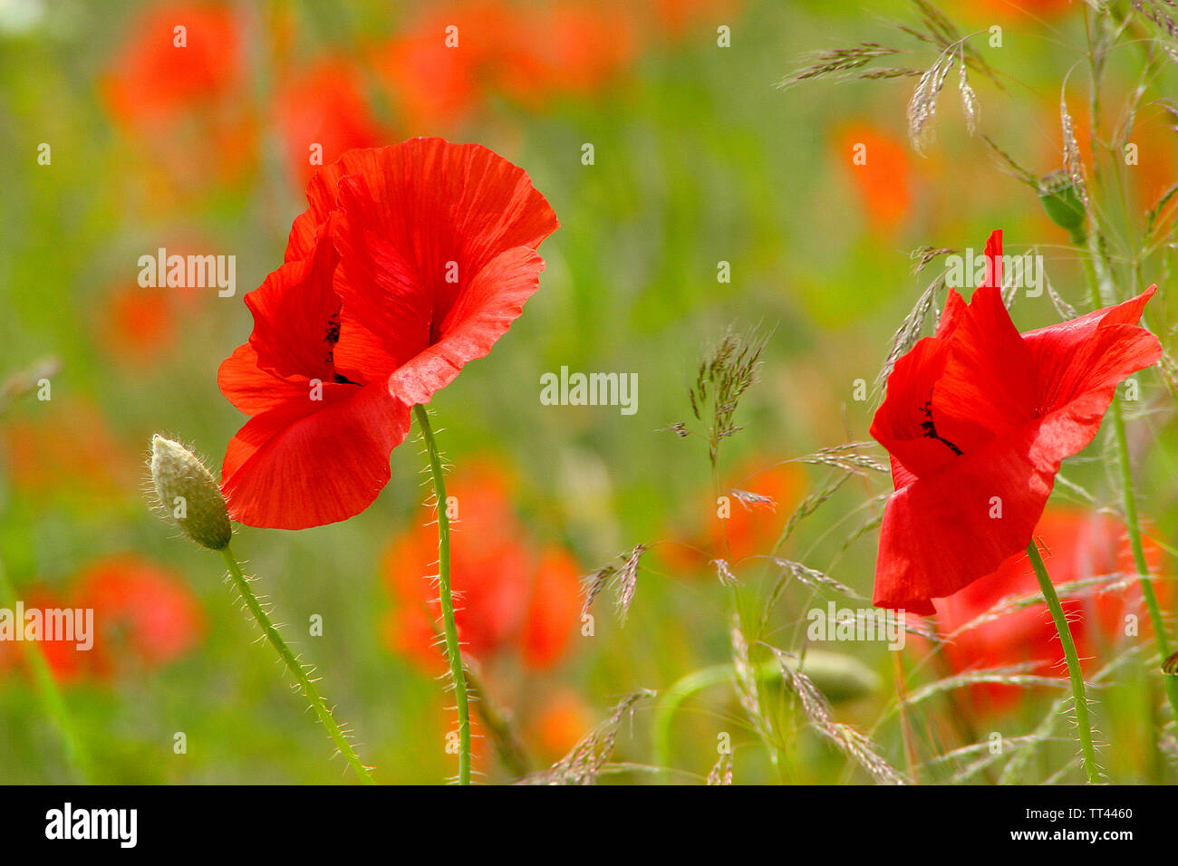 Naturalistic colors hi-res stock photography and images - Alamy