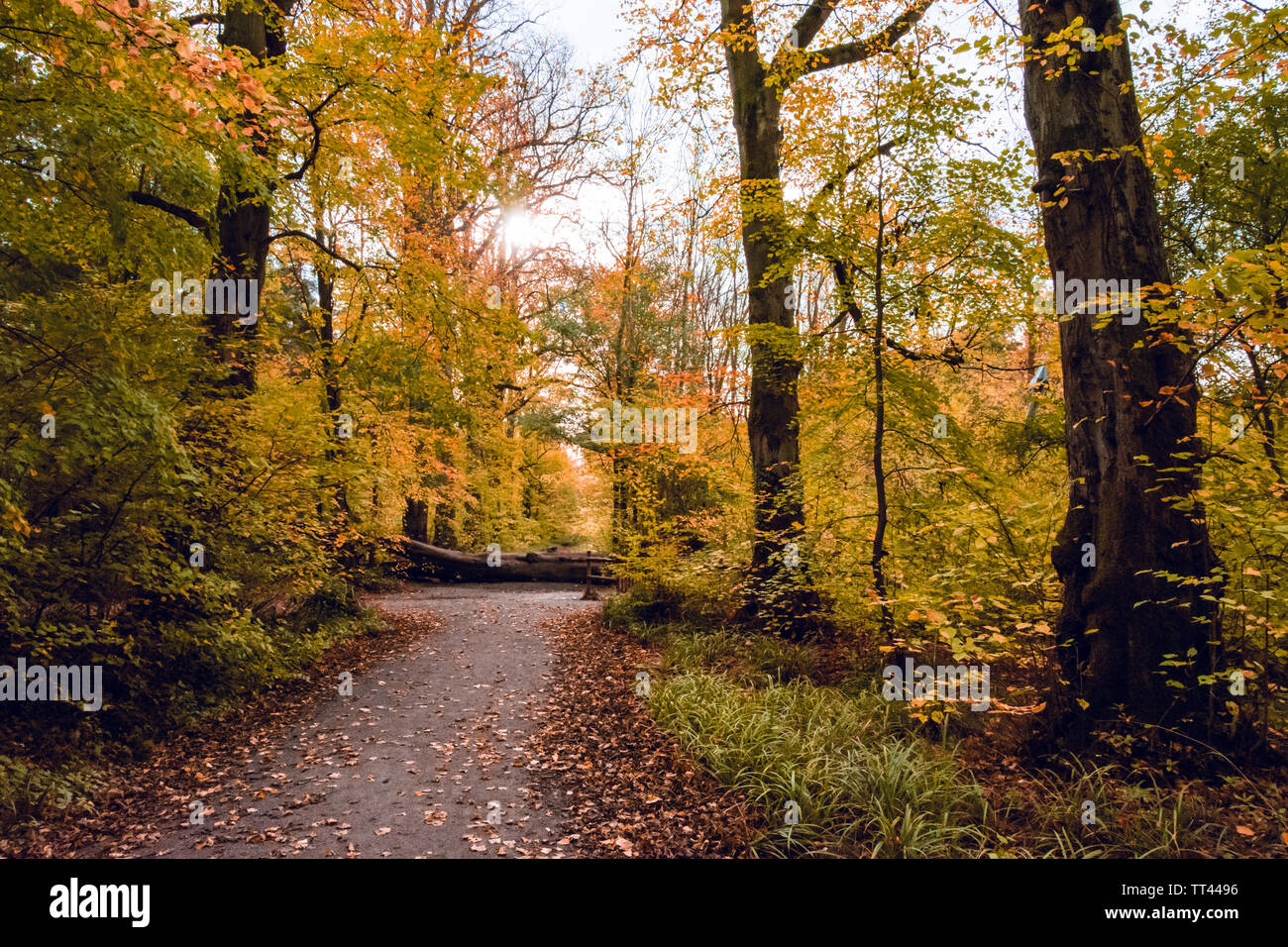 Salcey forest hi-res stock photography and images - Alamy