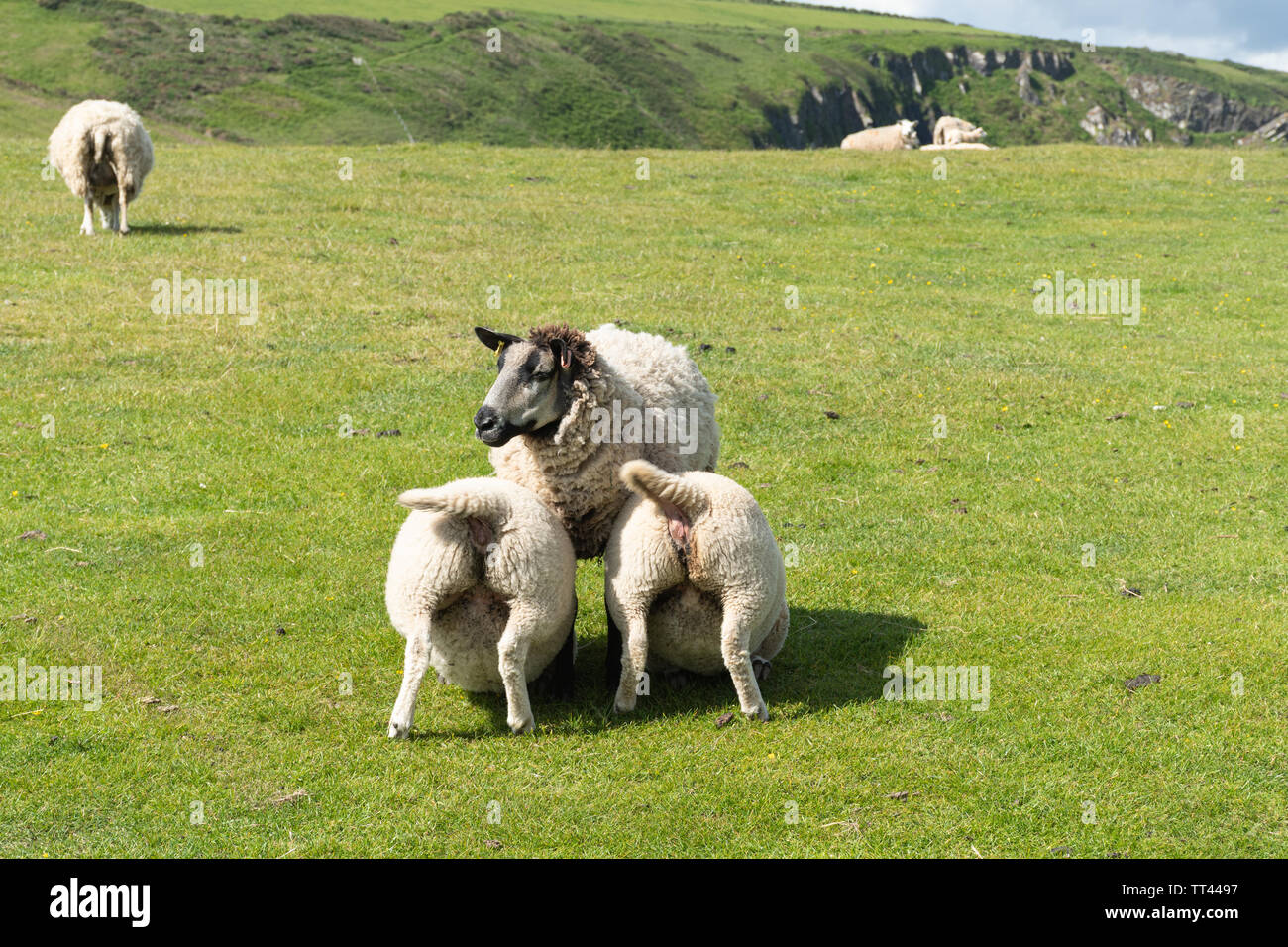 Two large lambs suckling from mother sheep (ewe) at Mwnt Bay ...