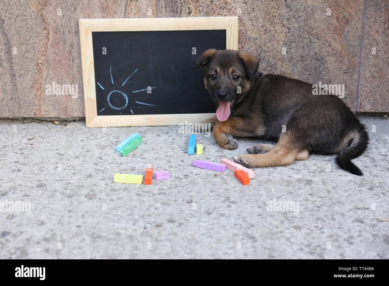 Puppy and blackboard and chalk on floor Stock Photo - Alamy