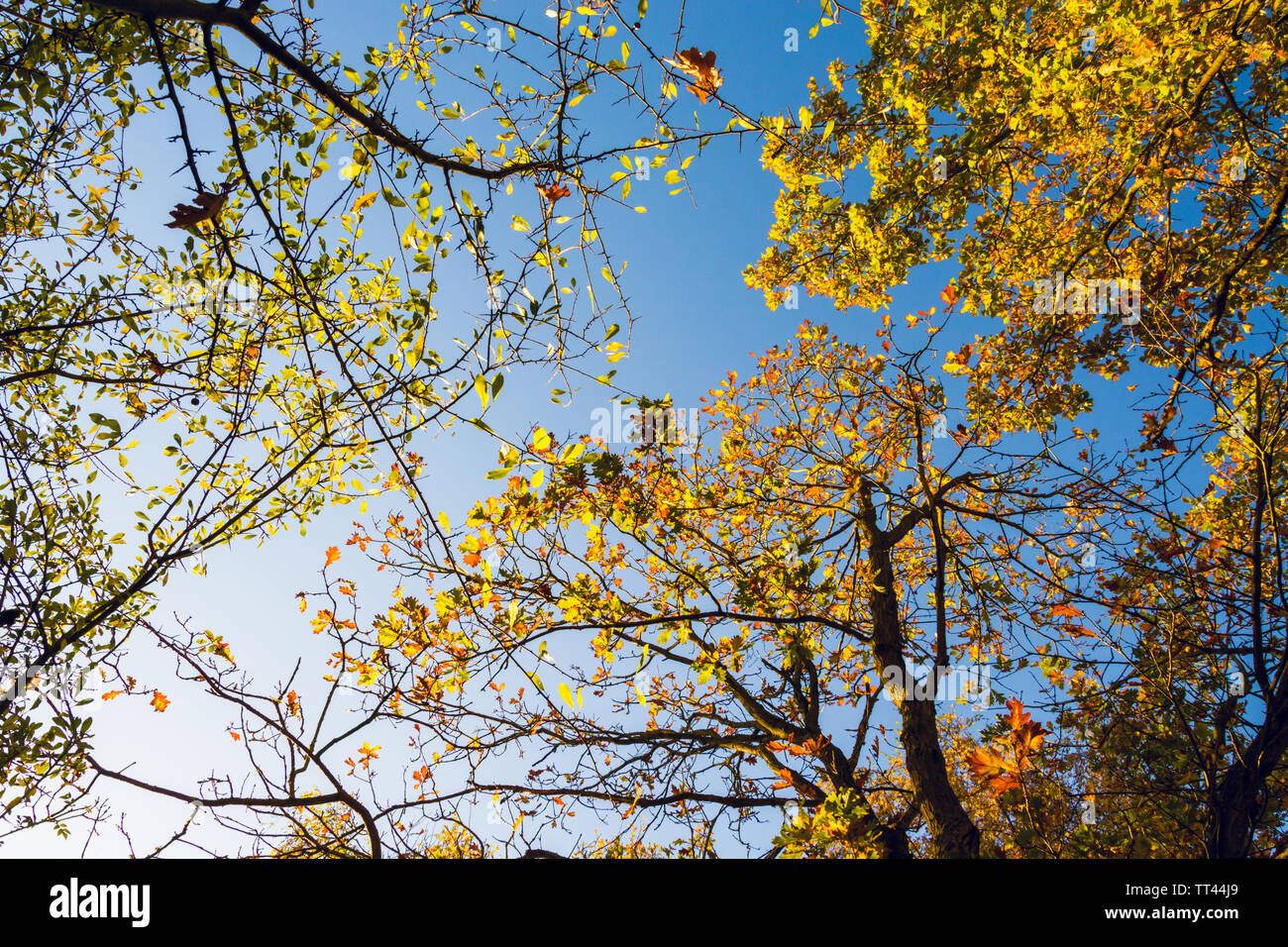 Colorful tree canopy in Autumn on sunny morning 1 Stock Photo - Alamy