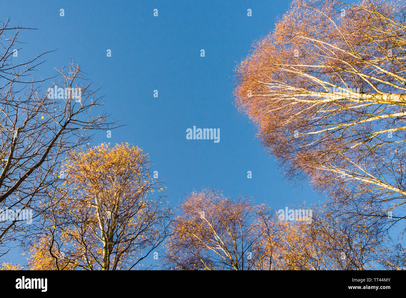 Colorful tree canopy hi-res stock photography and images - Alamy