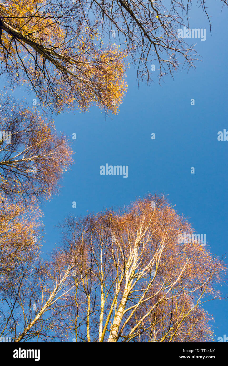 Colorful tree canopy hi-res stock photography and images - Alamy