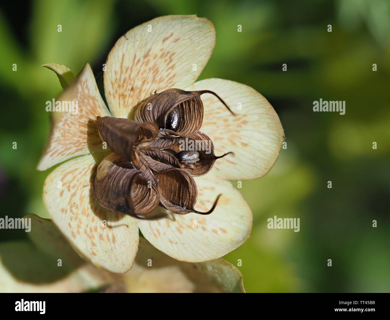 a close up view of single isolated hellebore oblique side view with ...