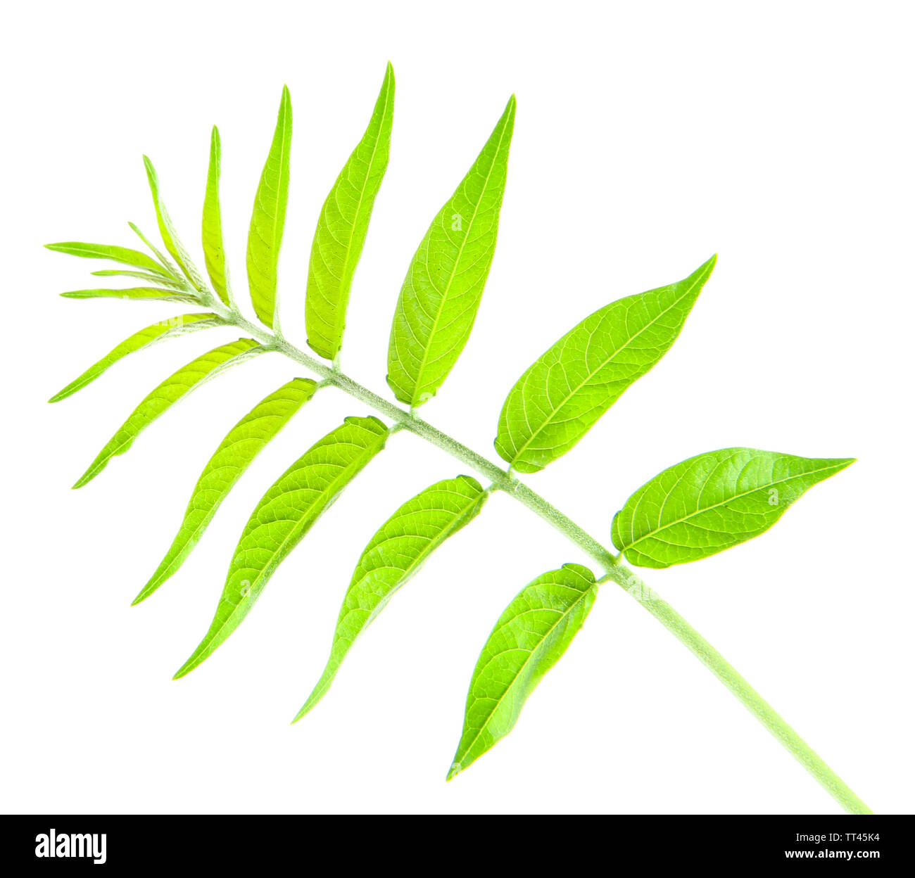 Green brunch on white background isolated Stock Photo - Alamy